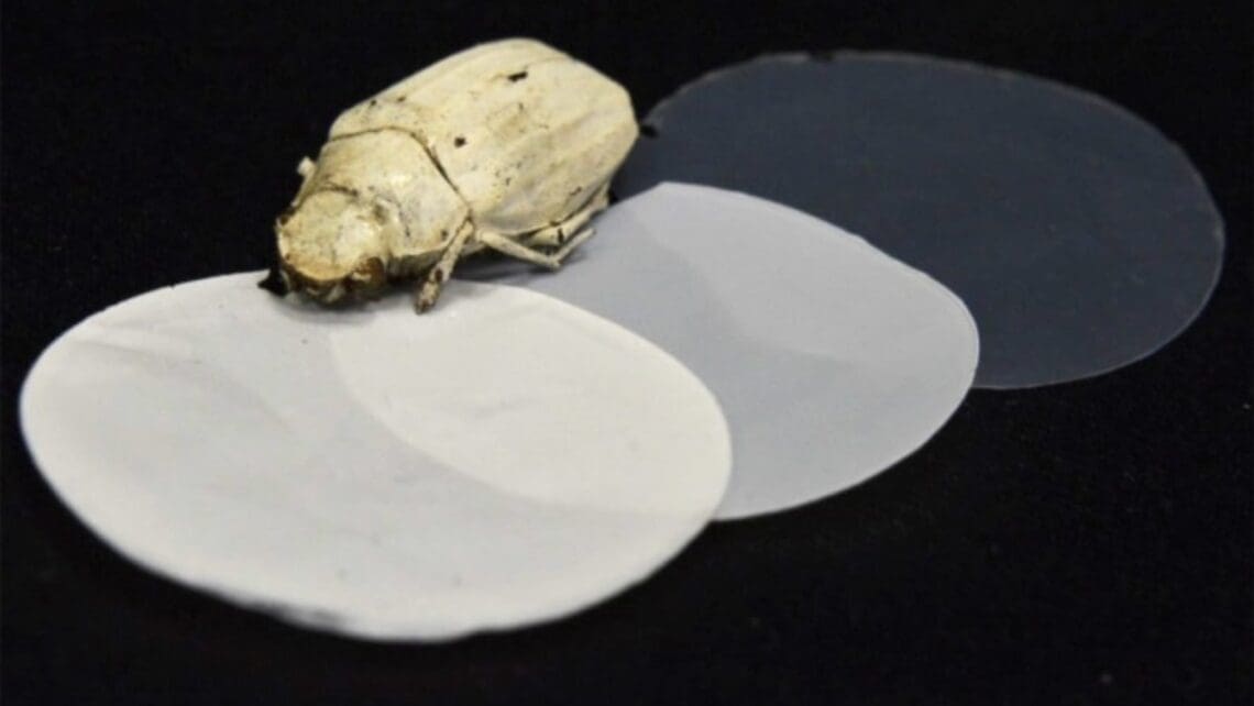 Researchers copied the scales of the world's whitest beetle into a ...